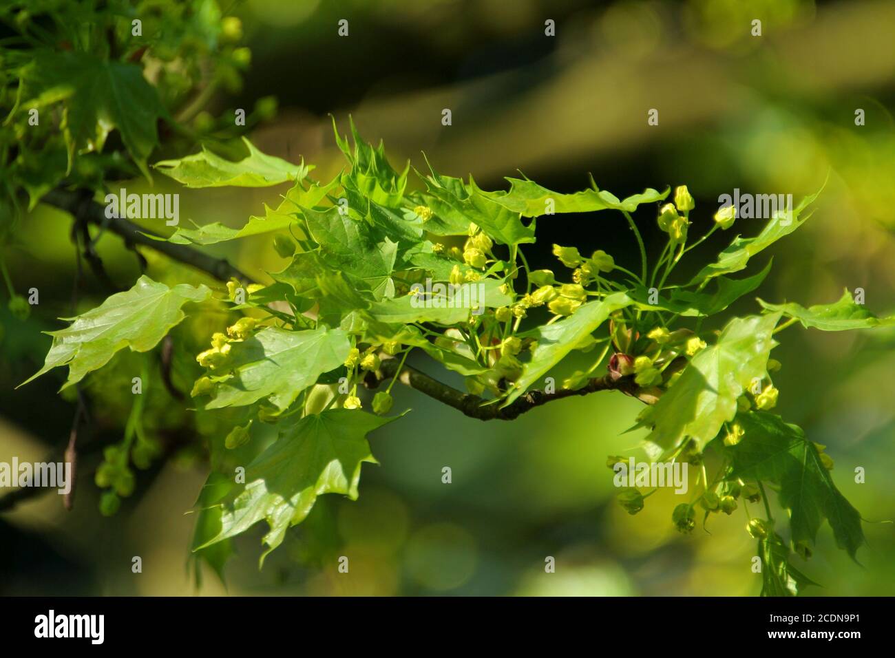 Field maple bud hi-res stock photography and images - Alamy