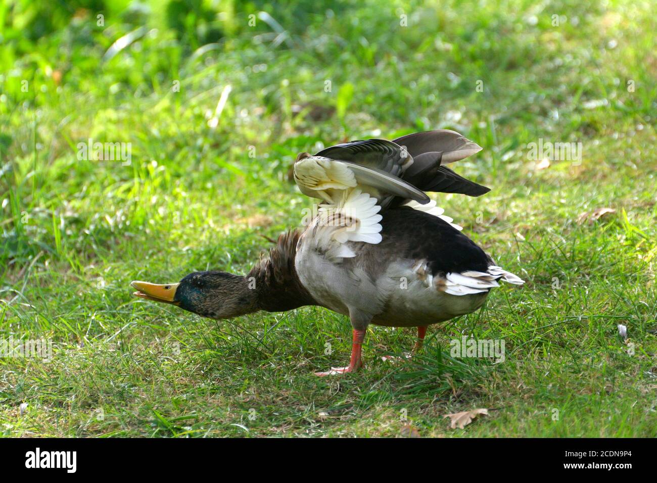 Duck dances hi-res stock photography and images - Alamy