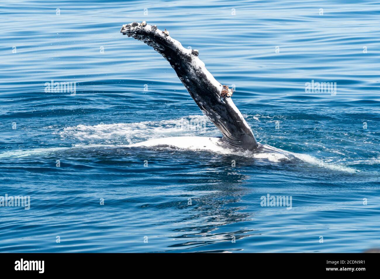 Pectoral fin slap hi-res stock photography and images - Alamy