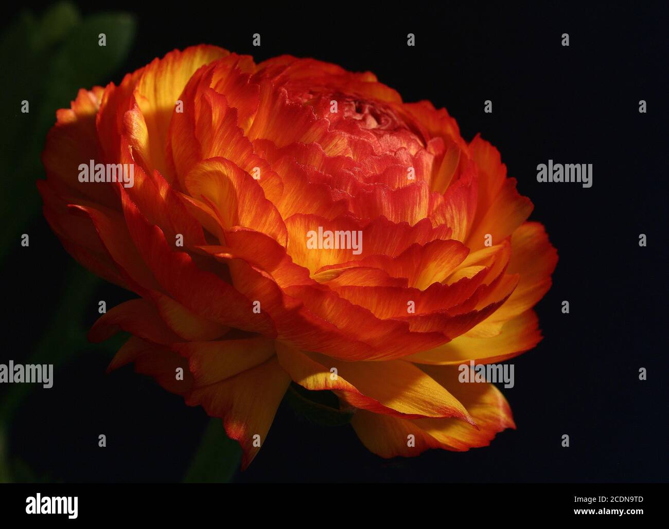 Single red ranunculus in hi-res stock photography and images - Alamy