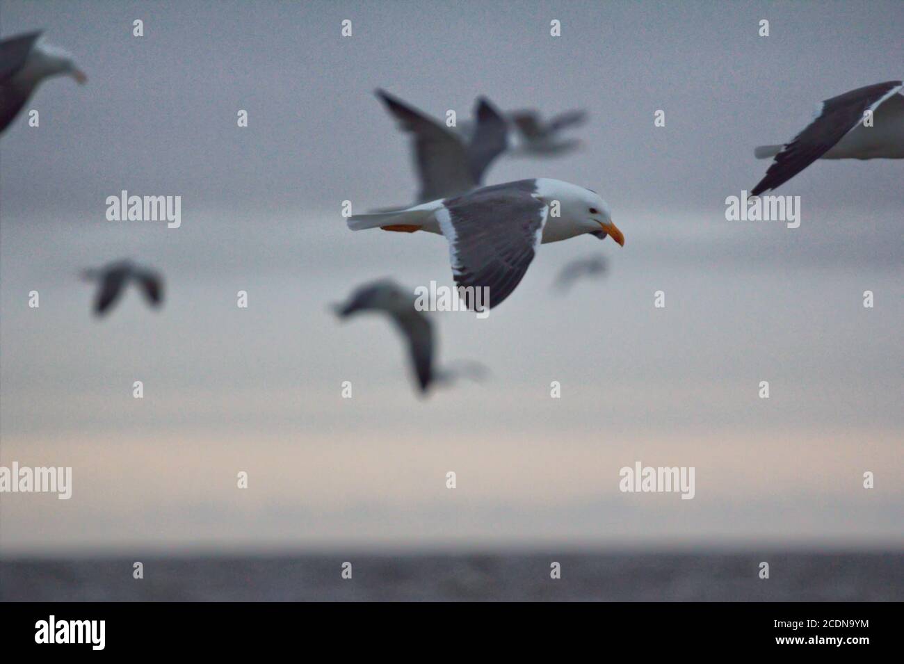 Northern herring gull or lesser black-backed gulls (Larus heuglini) on ...