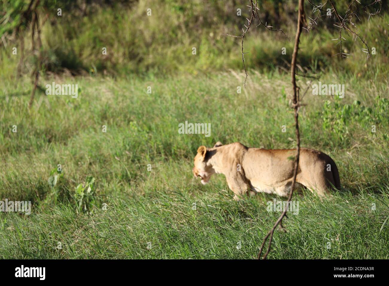 Lioness on the hunt, stalking prey in the grassland during safari trip ...
