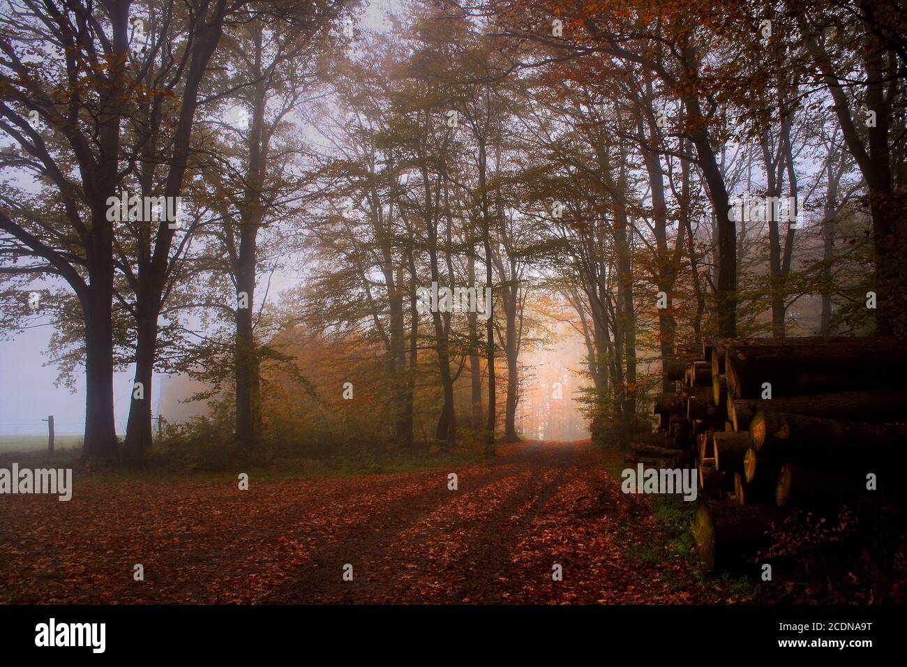 Forst geisterwald hi-res stock photography and images - Alamy