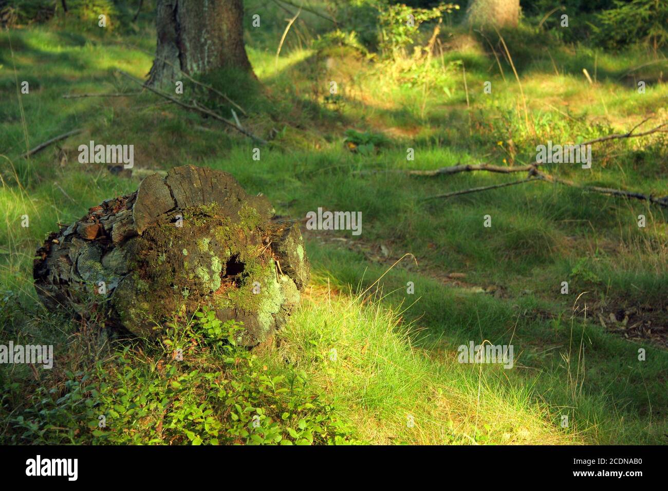 Cave in spring forest hi-res stock photography and images - Alamy