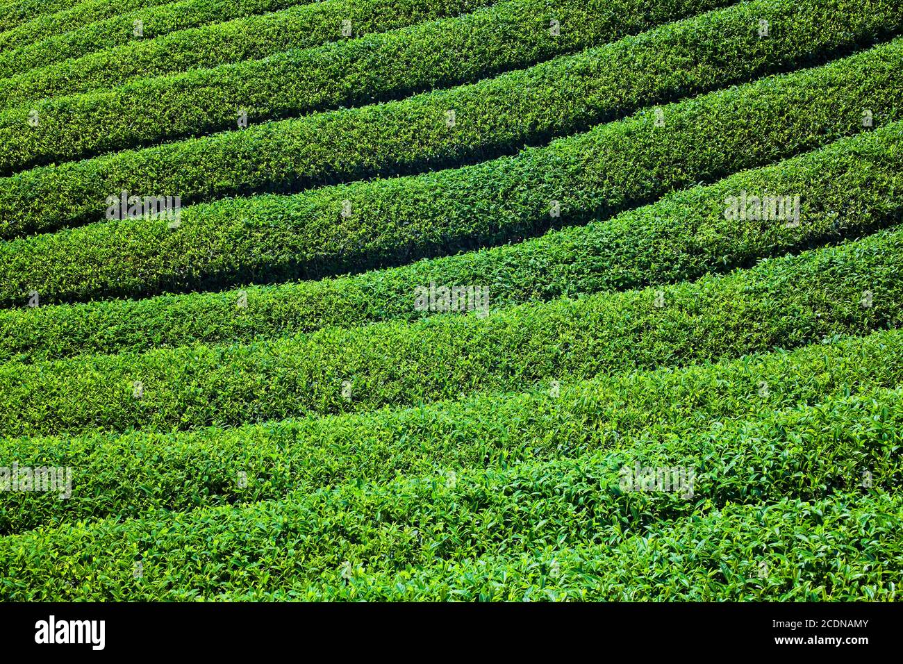 tea plantation in the mountaintop at Nantou, Taiwan Stock Photo - Alamy