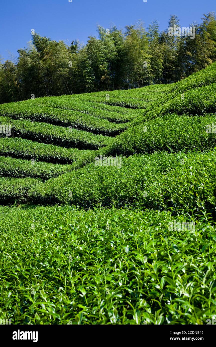 Tea plantation tour hi-res stock photography and images - Alamy