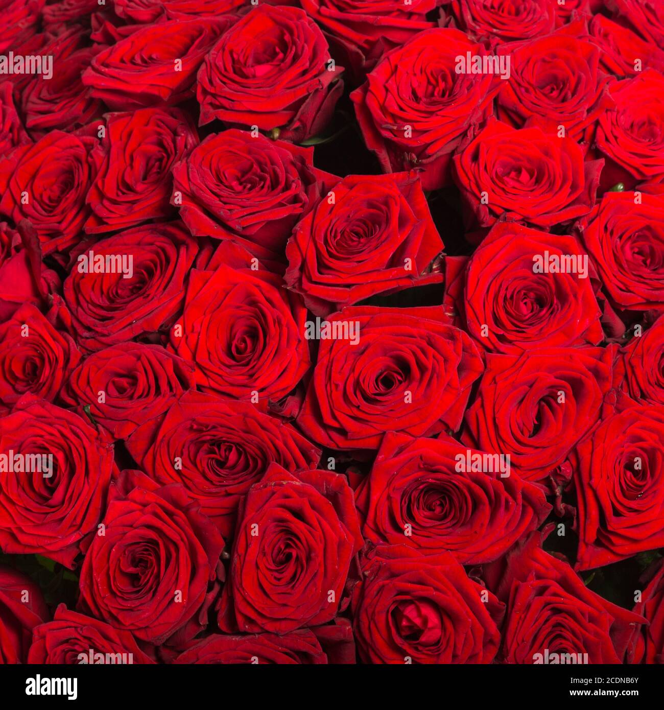 Plenty red natural roses background Stock Photo - Alamy