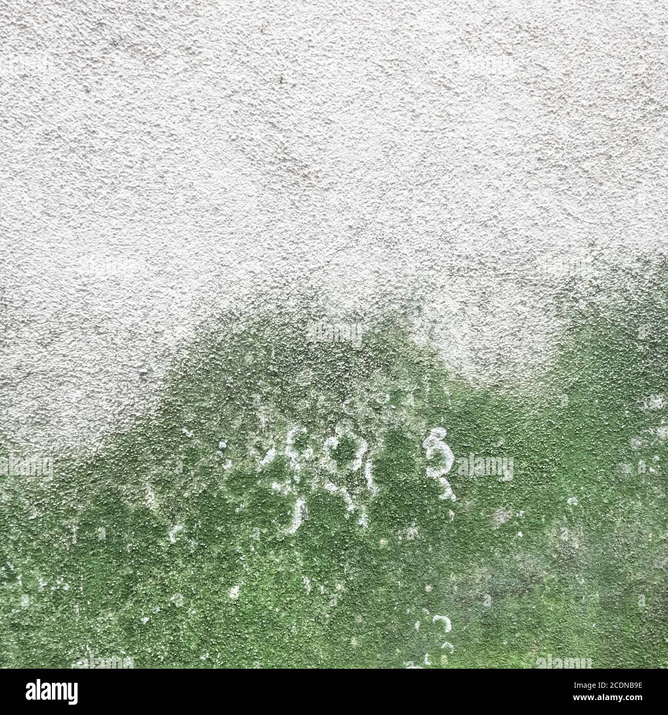 Mold and moss on grunge wall texture. Wall with mold and moss Stock ...