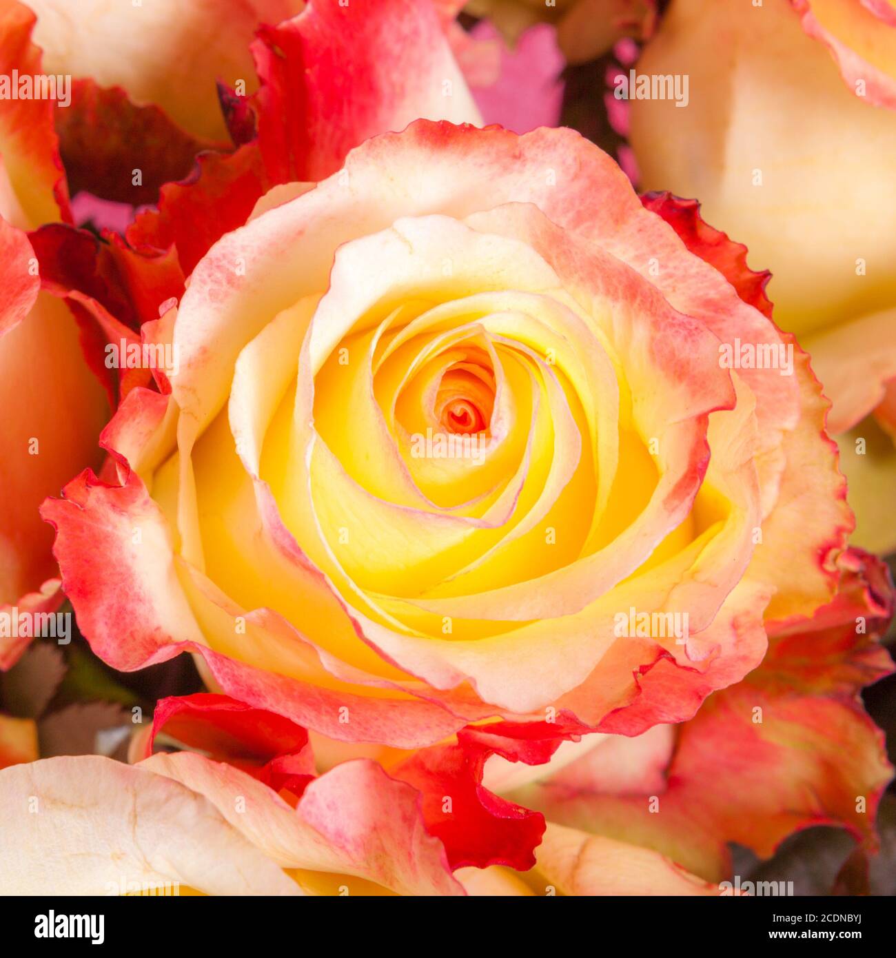 Abstract background of flowers. Close-up Stock Photo - Alamy
