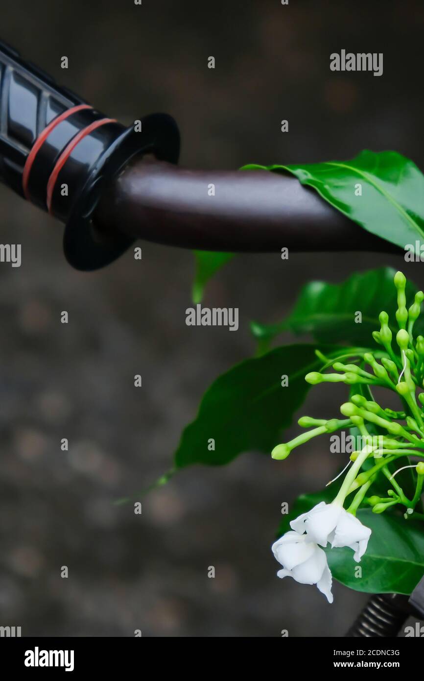 Beautiful white flowers hanging on old handlebars of rickshaw ...