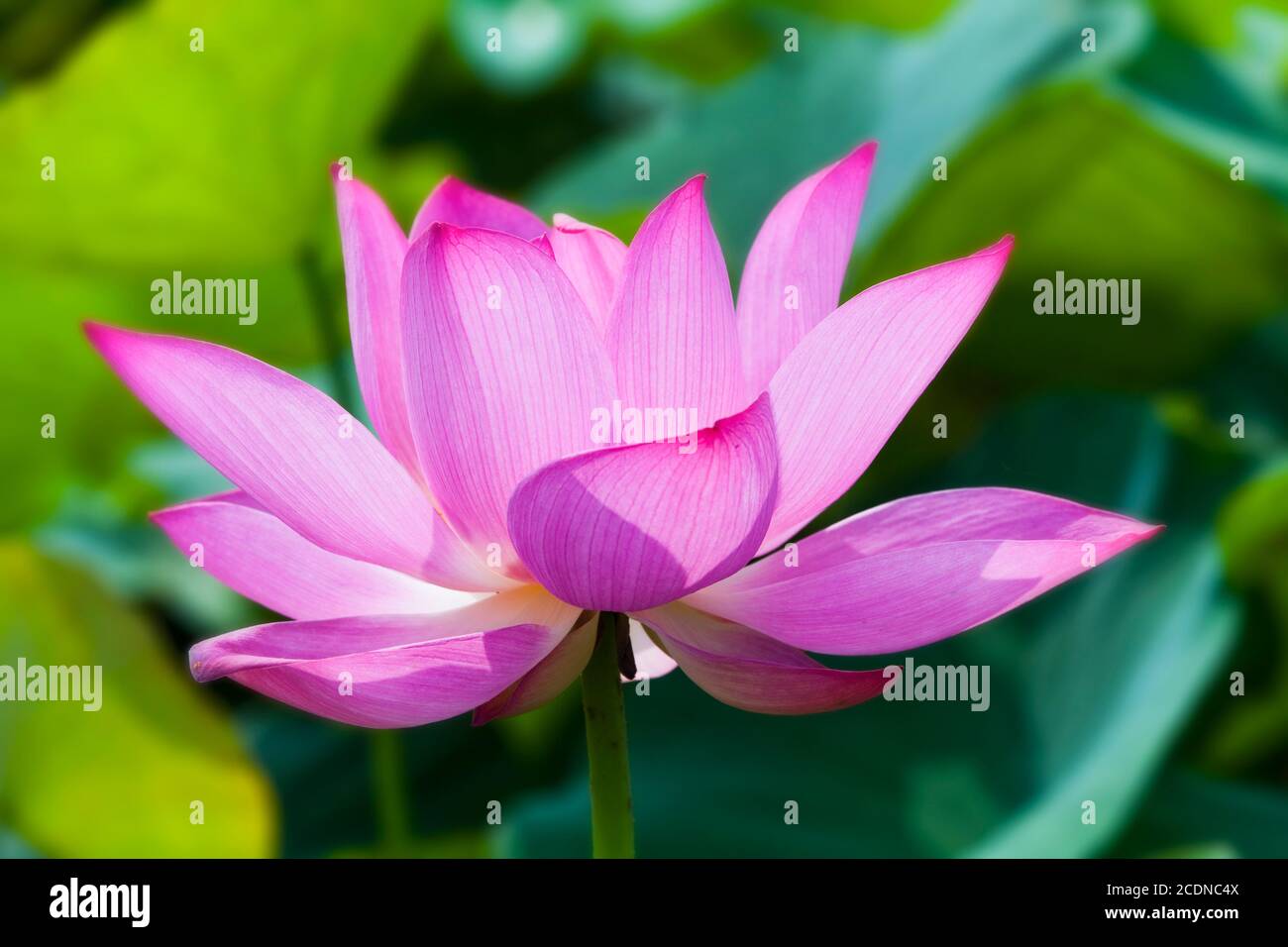 Beautiful lotus flower in the garden Stock Photo - Alamy