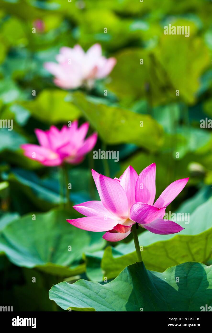 Beautiful lotus flower in the garden Stock Photo - Alamy