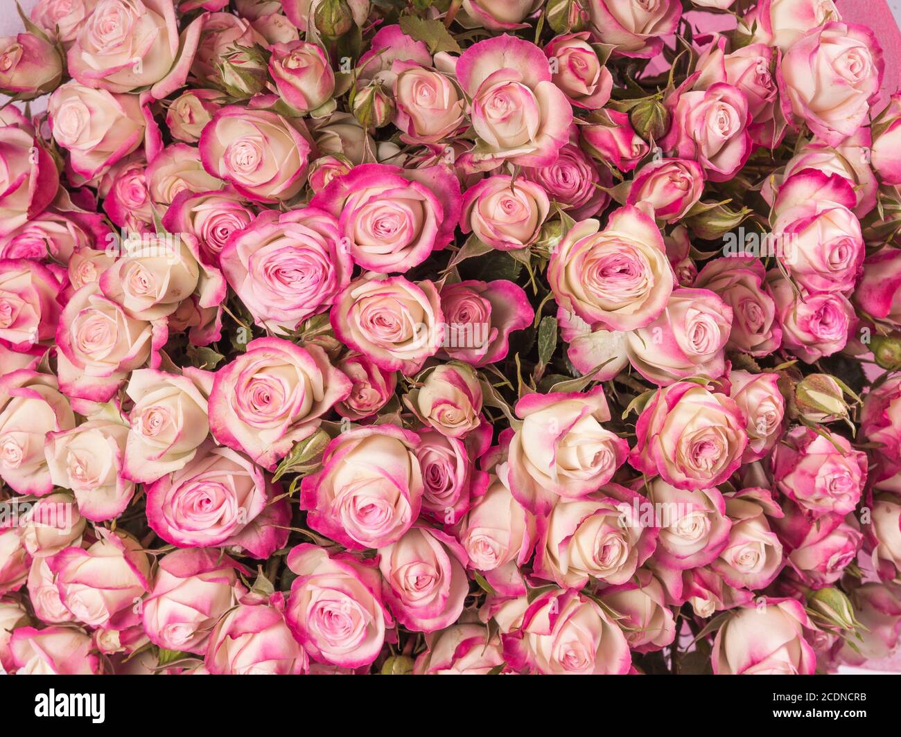 Small pink roses bouquet close up Stock Photo - Alamy