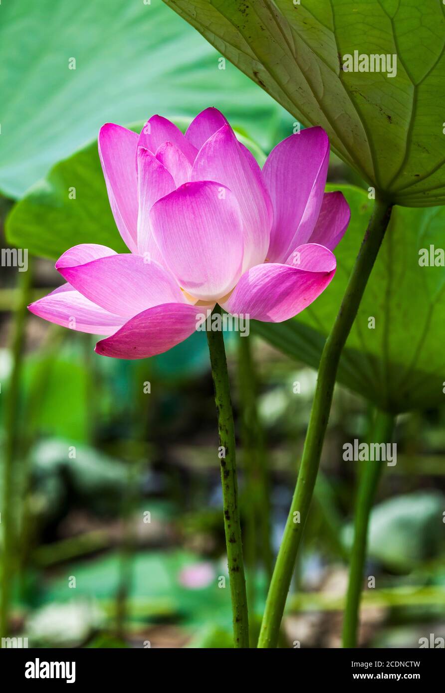 Beautiful lotus flower in the garden Stock Photo - Alamy