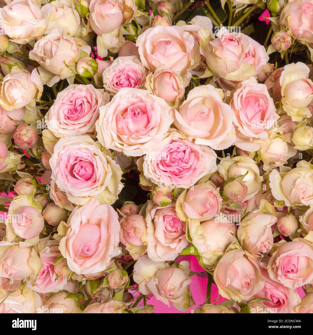pink roses background Stock Photo - Alamy