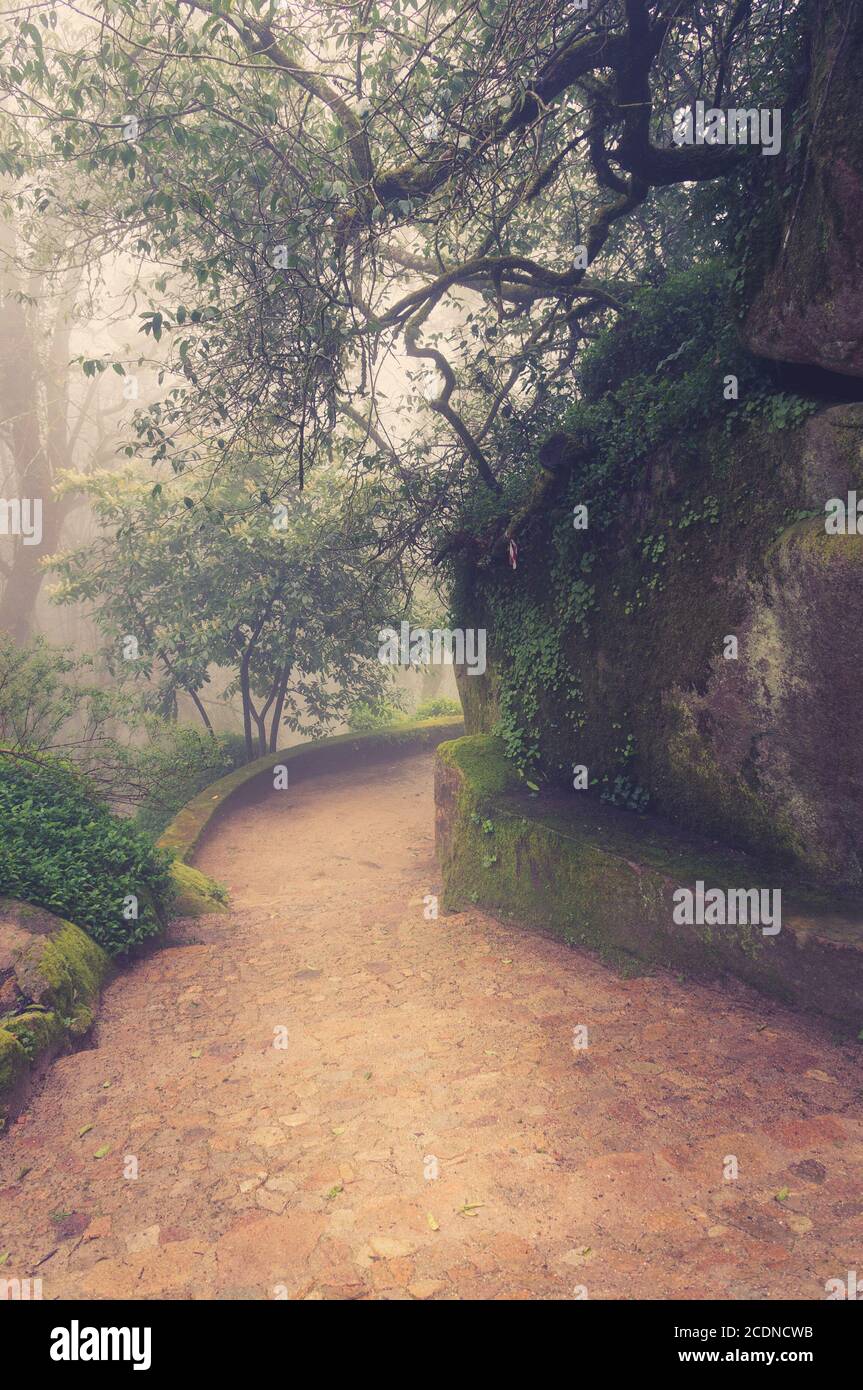 Road through a golden forest with fog and warm light Stock Photo - Alamy