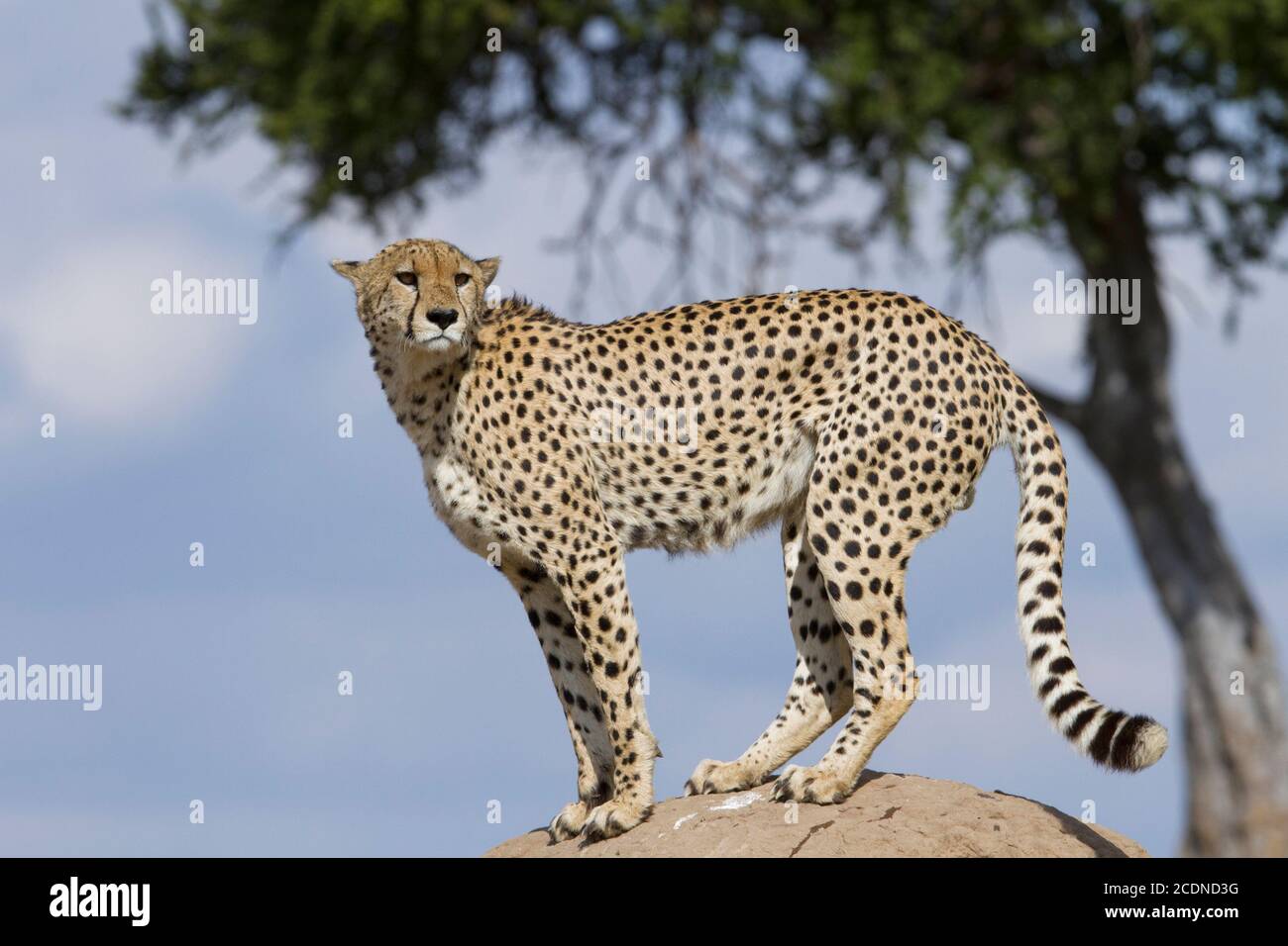 Male Cheetah scanning the plains Stock Photo - Alamy