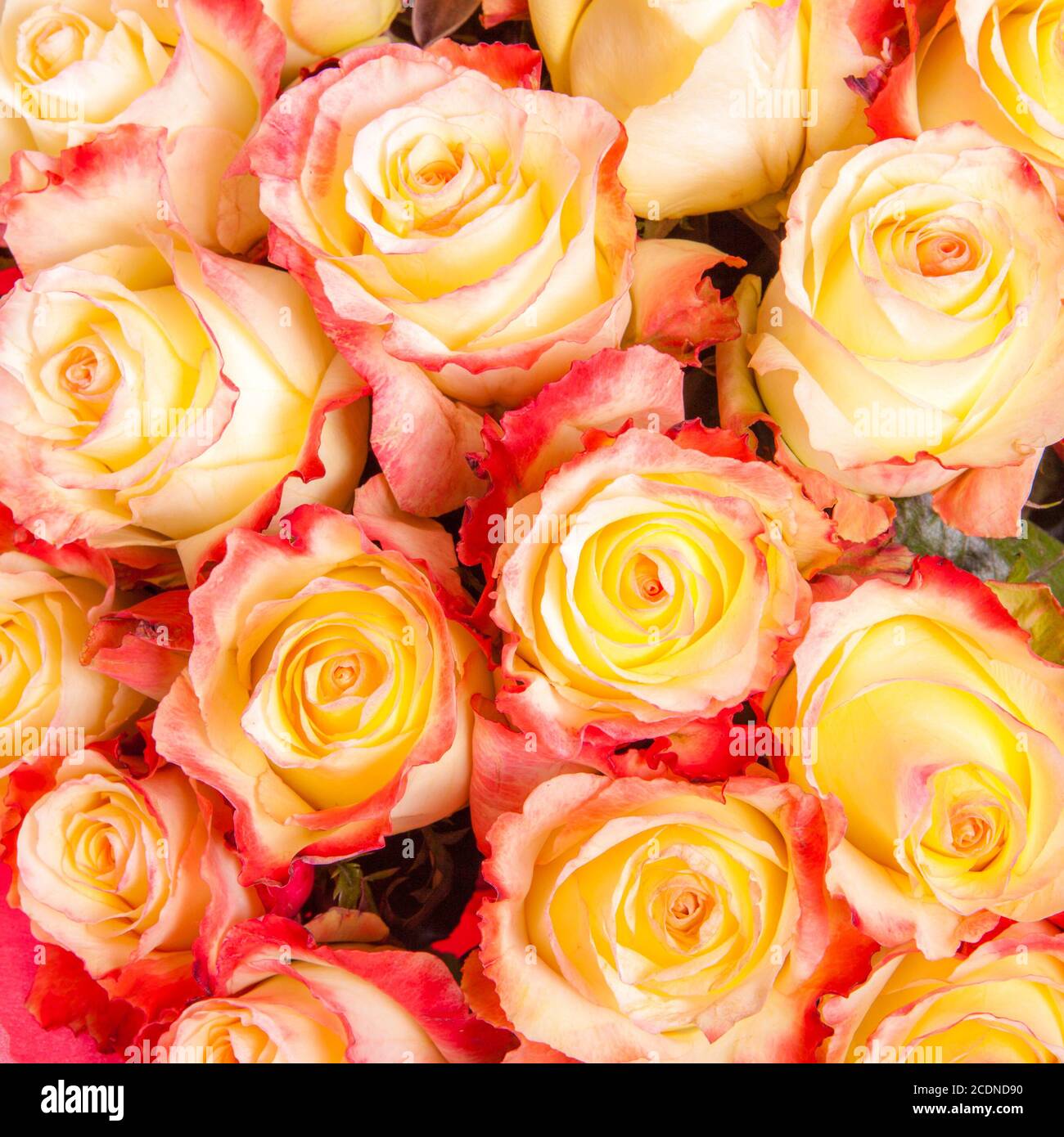 Abstract background of flowers. Close-up Stock Photo - Alamy