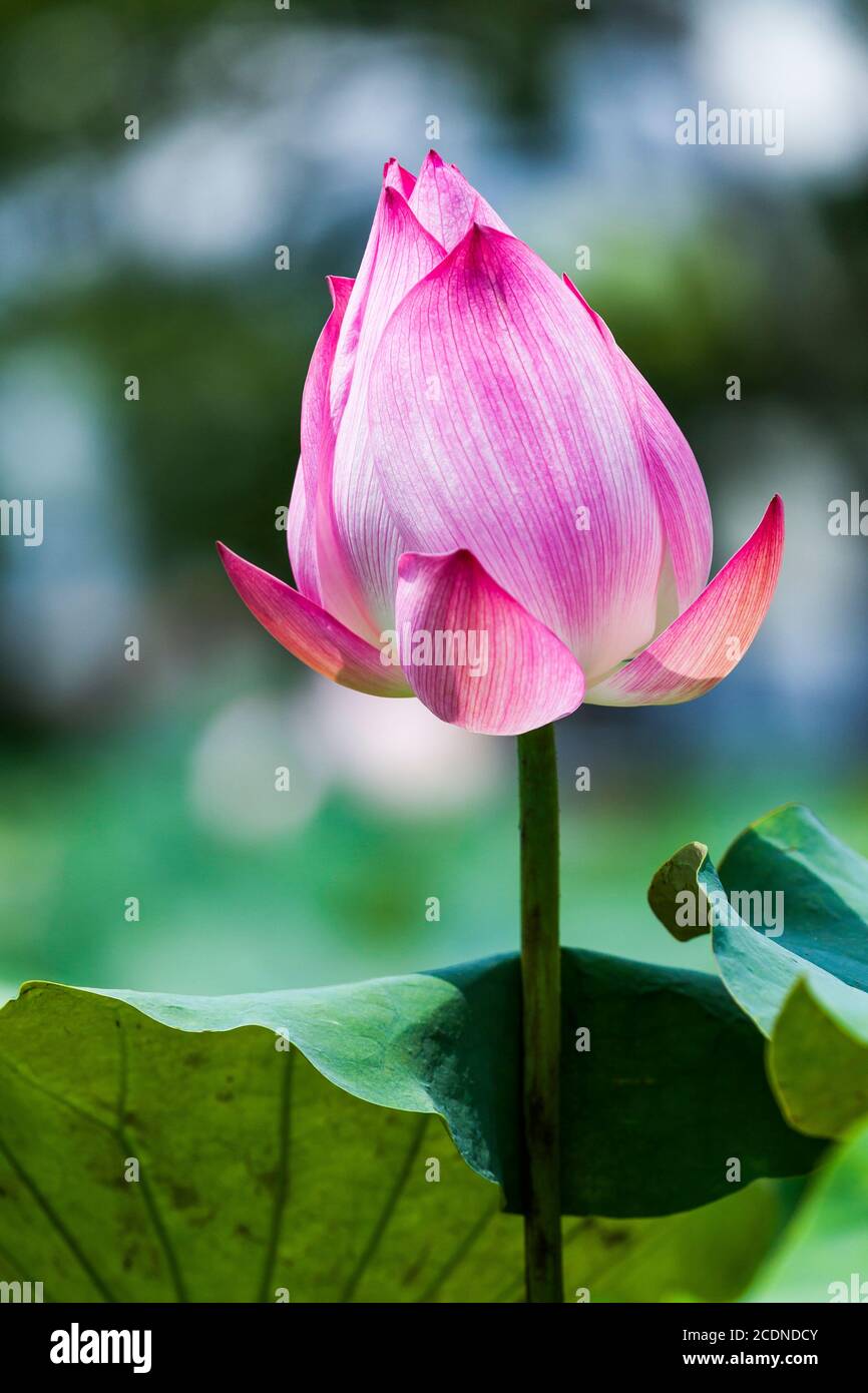 Beautiful lotus flower in the garden Stock Photo - Alamy