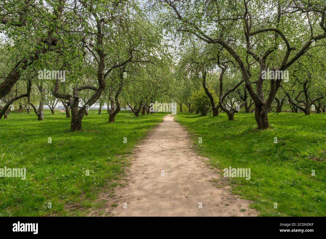 Green trees in park, a morning view Stock Photo - Alamy