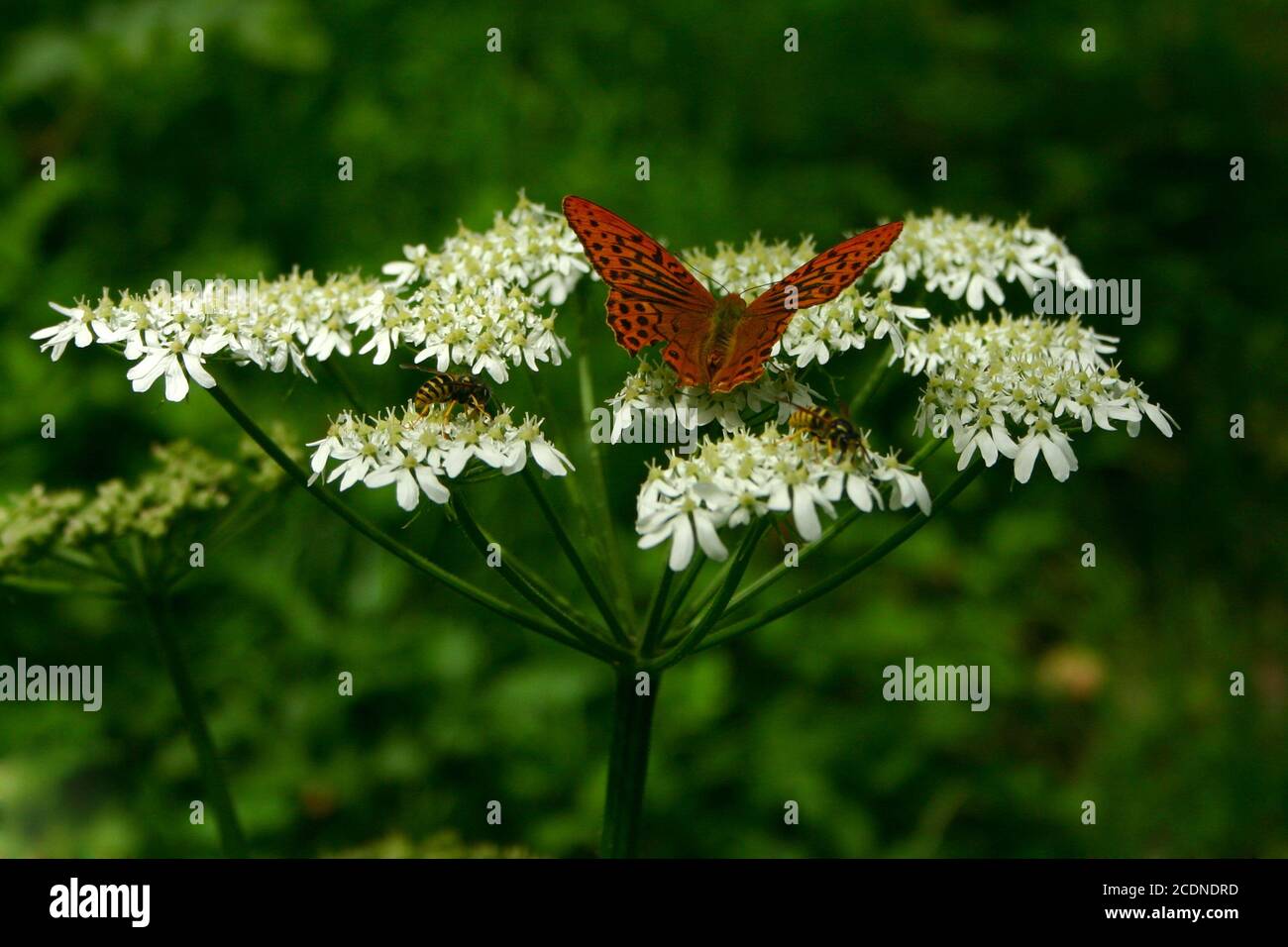 Red and white butterfly hi-res stock photography and images - Alamy