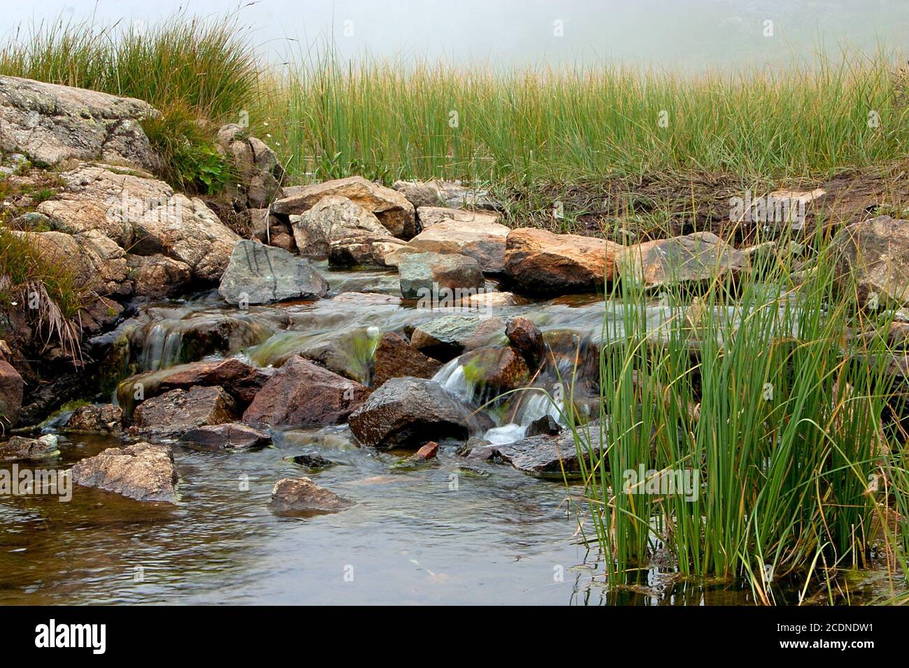 Wet meadow wood hi-res stock photography and images - Alamy