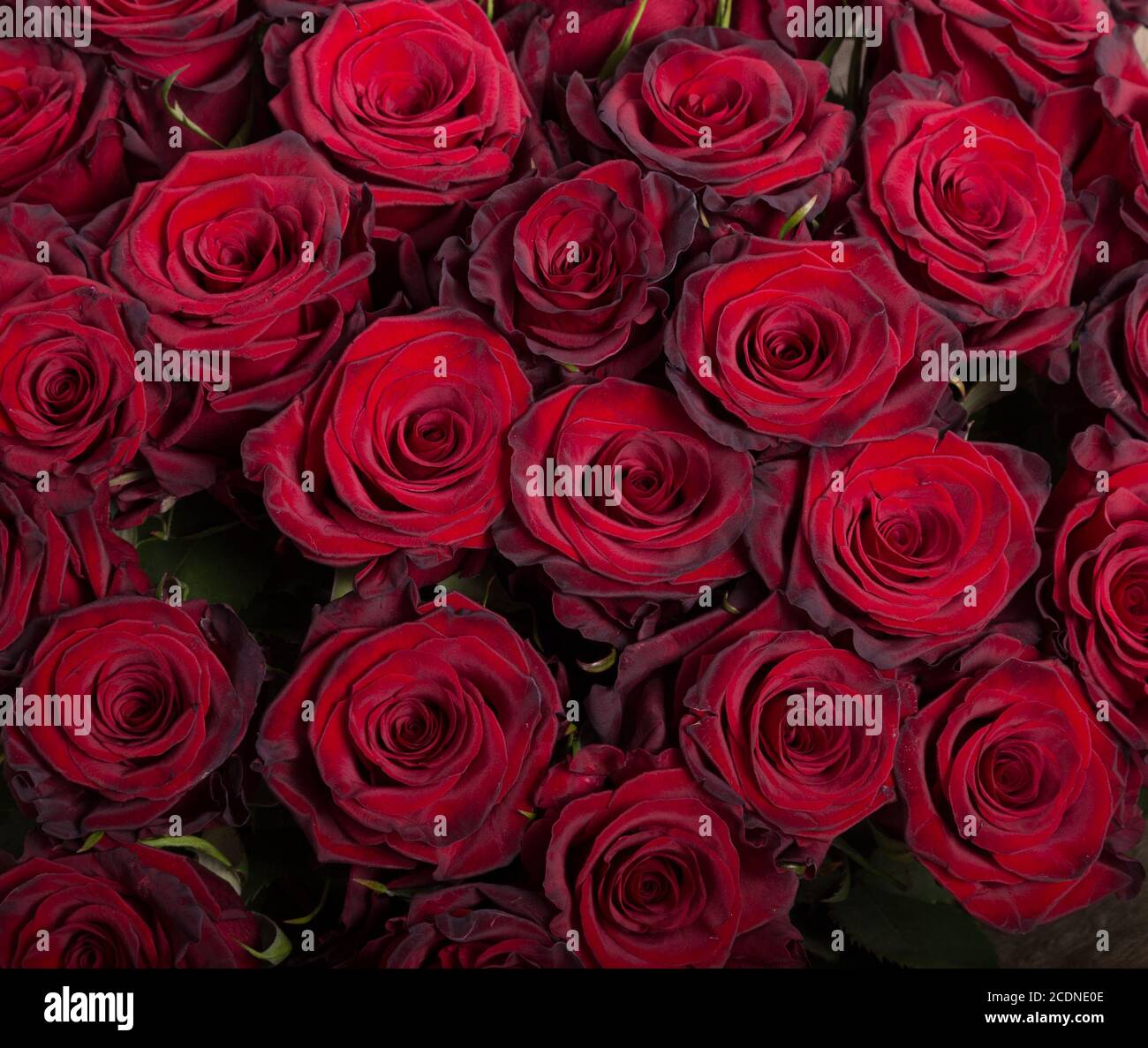 Plenty red natural roses background Stock Photo - Alamy