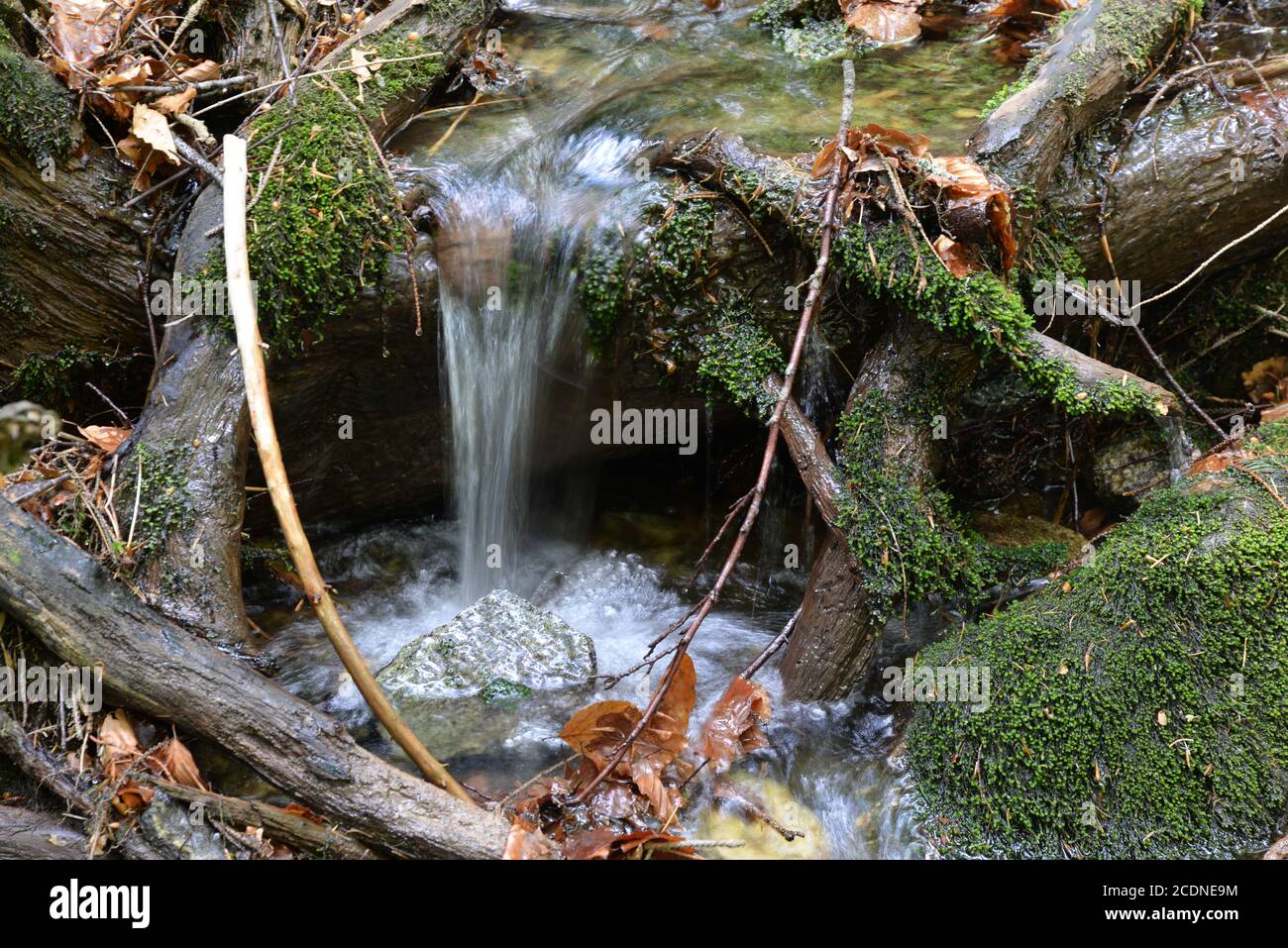 Brook in the forest Stock Photo - Alamy