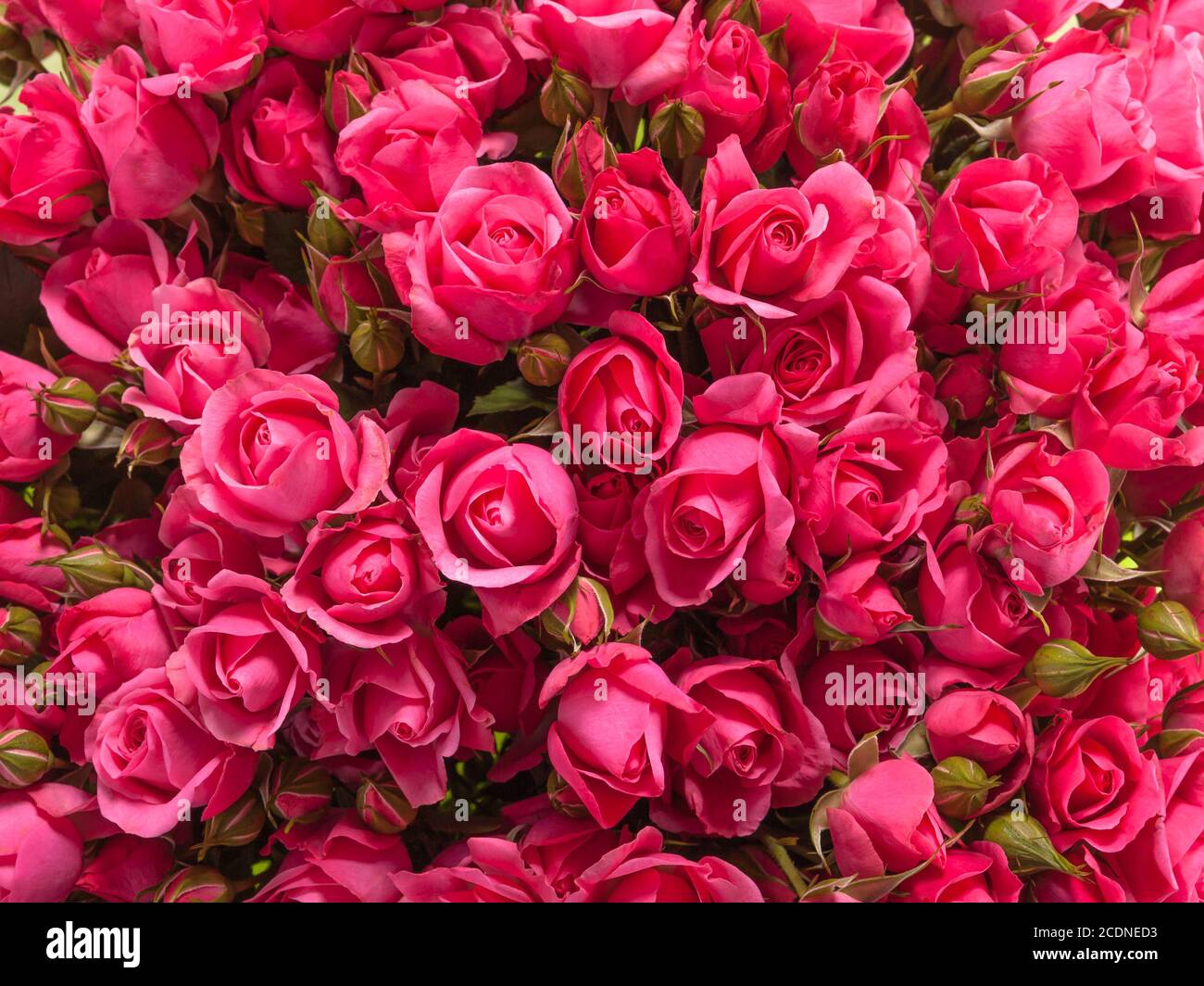 Small pink roses bouquet close up Stock Photo - Alamy