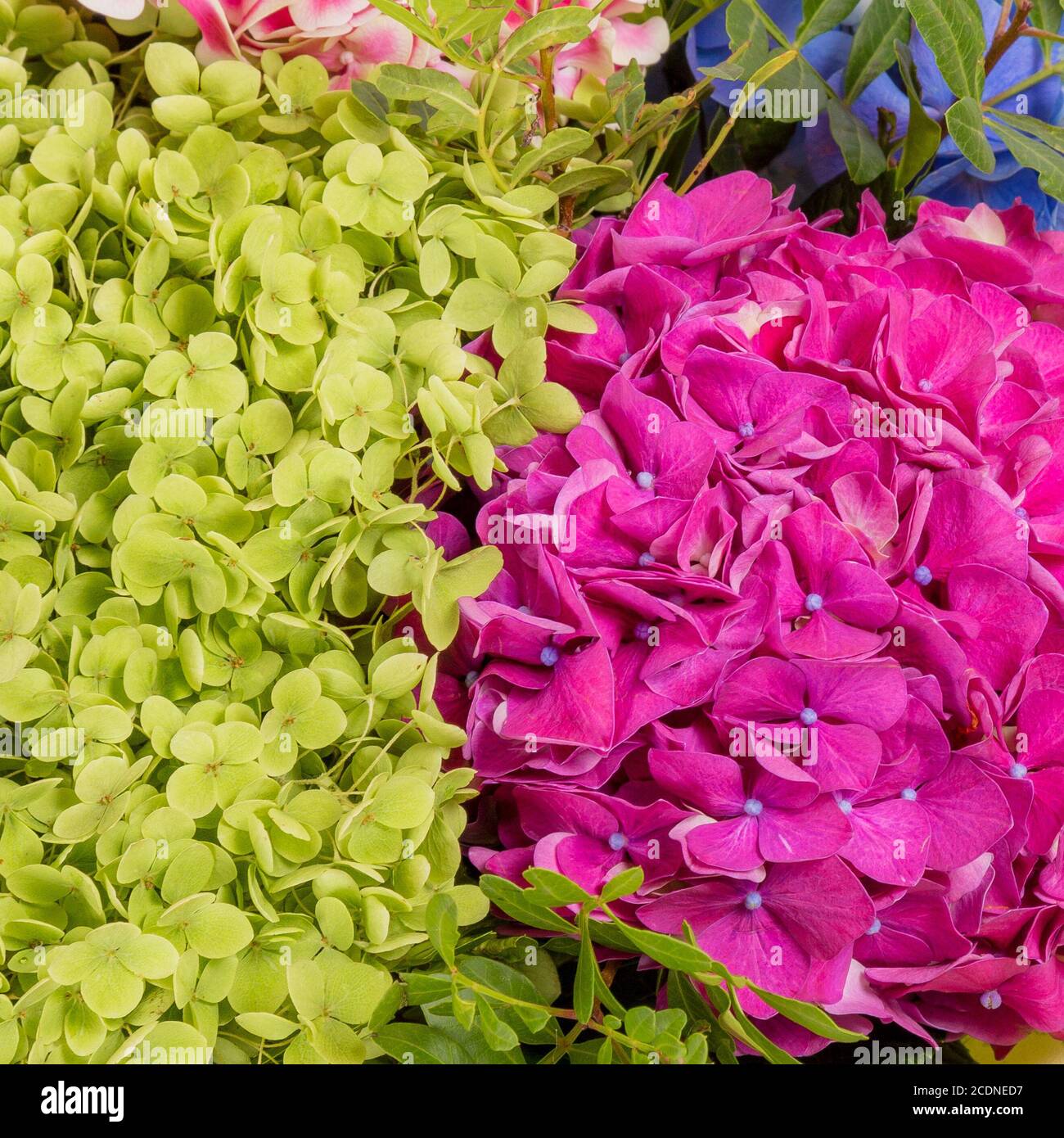 Abstract background of flowers. Close-up Stock Photo - Alamy