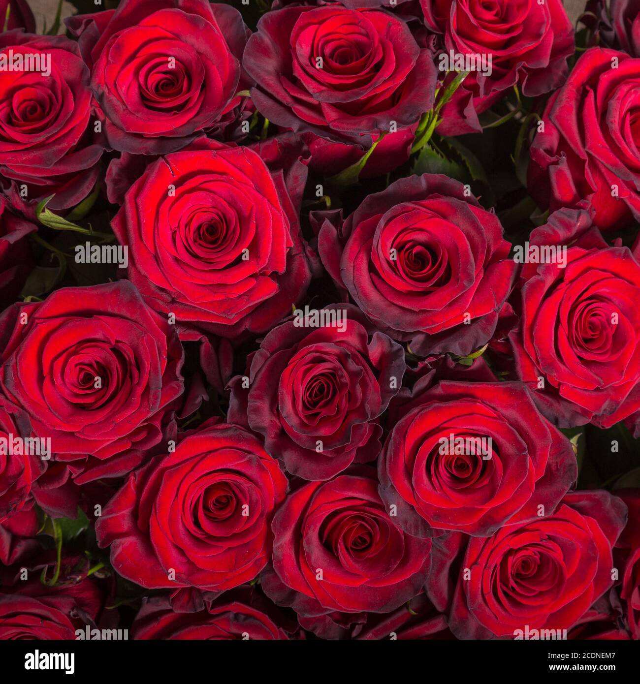 Abstract background of roses Stock Photo - Alamy