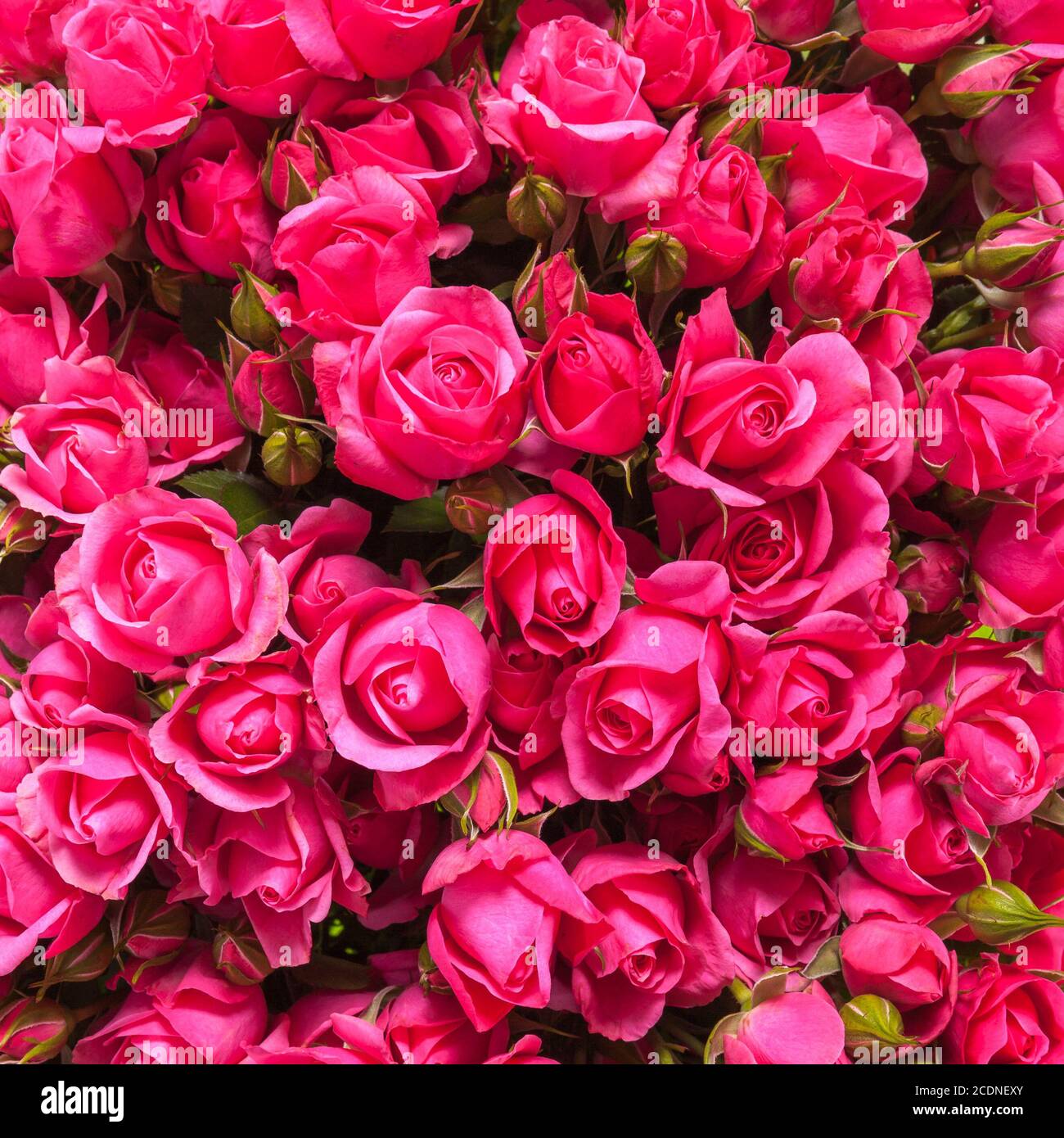 pink roses background Stock Photo - Alamy