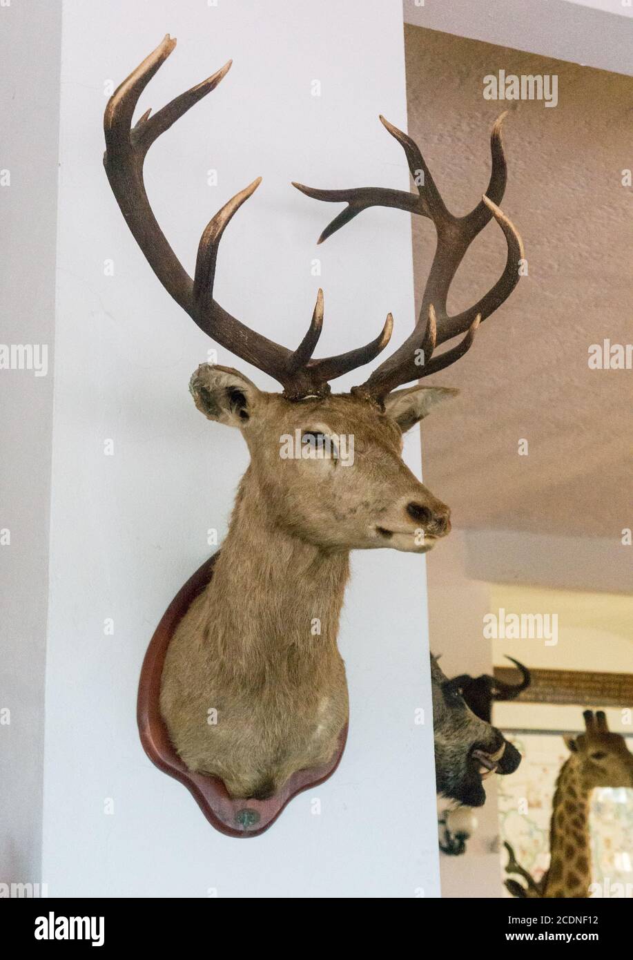 Stag s head hi-res stock photography and images - Alamy