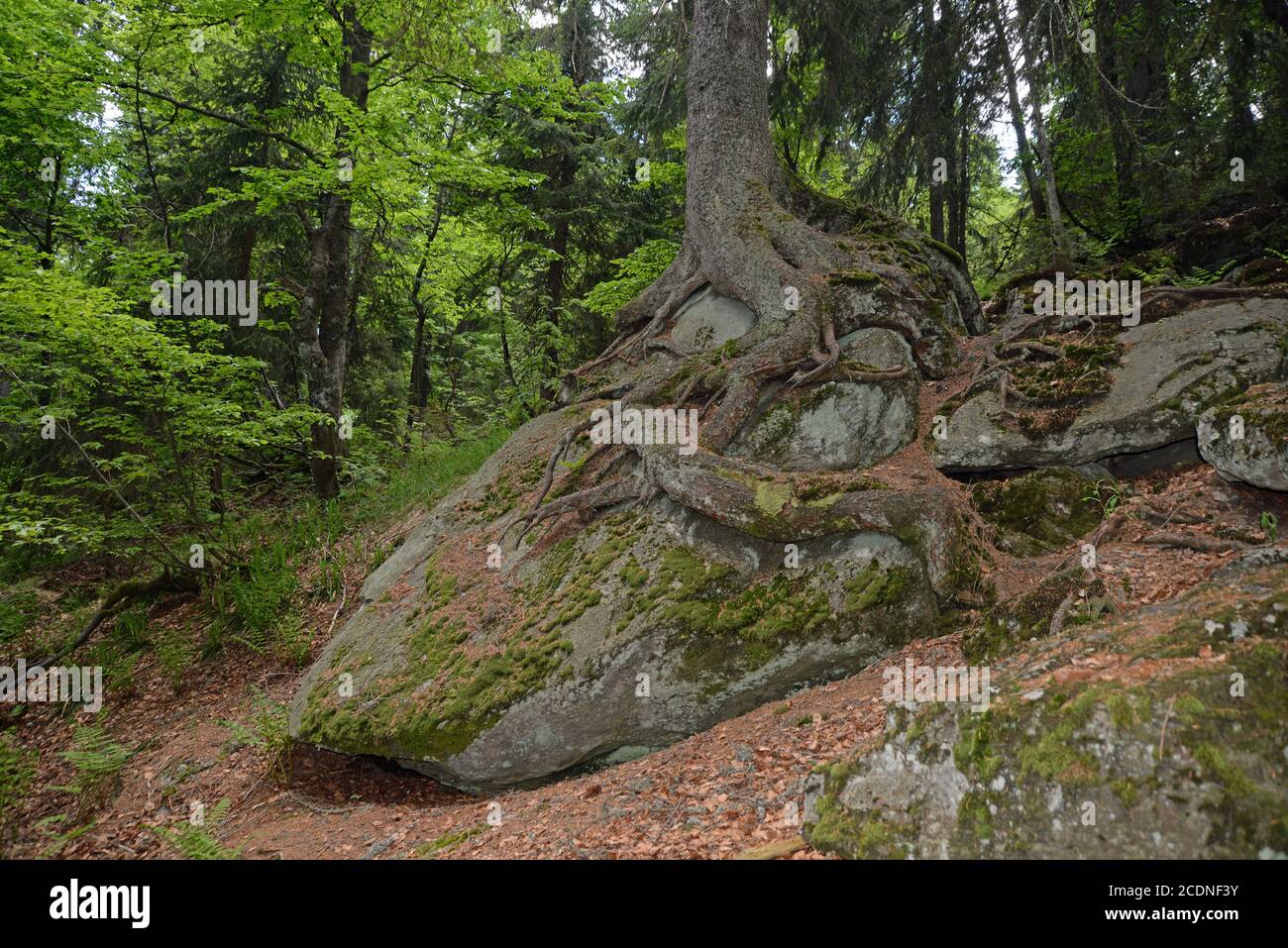 Tree in the Bavarian Forest Stock Photo - Alamy