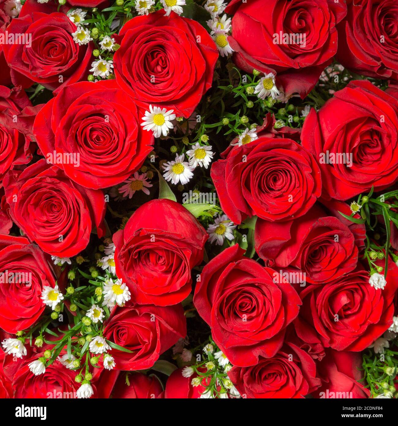 Abstract background of roses Stock Photo - Alamy