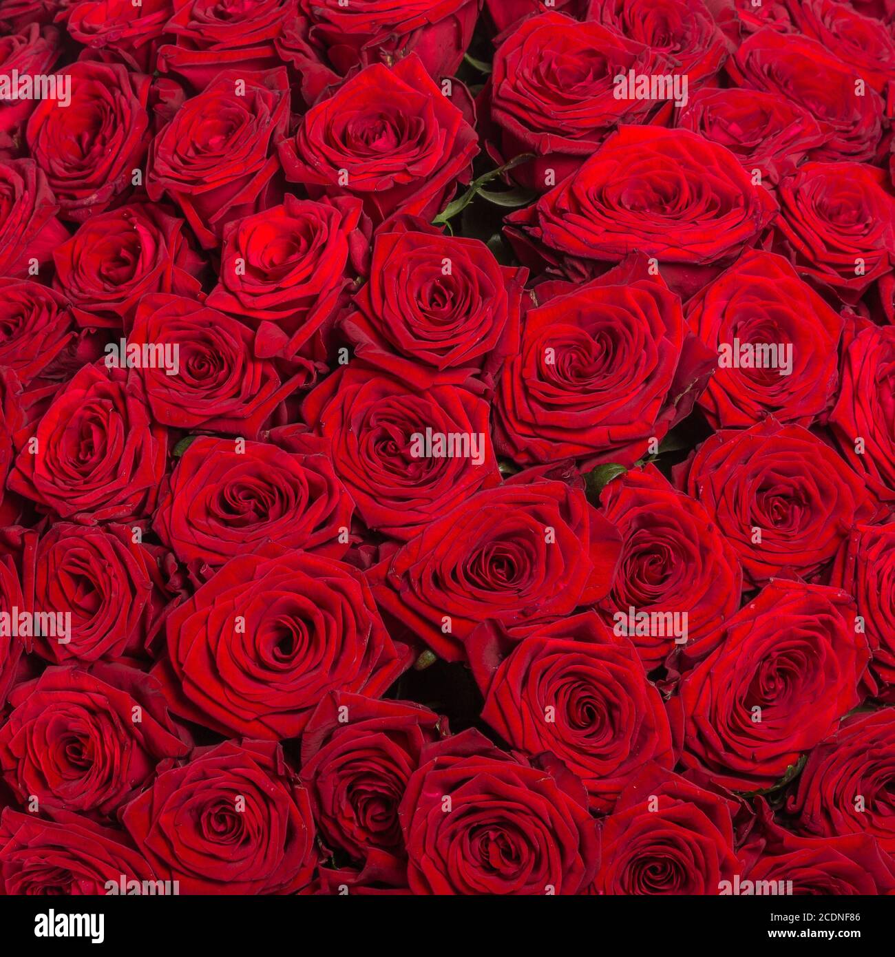 Red roses background - natural texture of love Stock Photo - Alamy