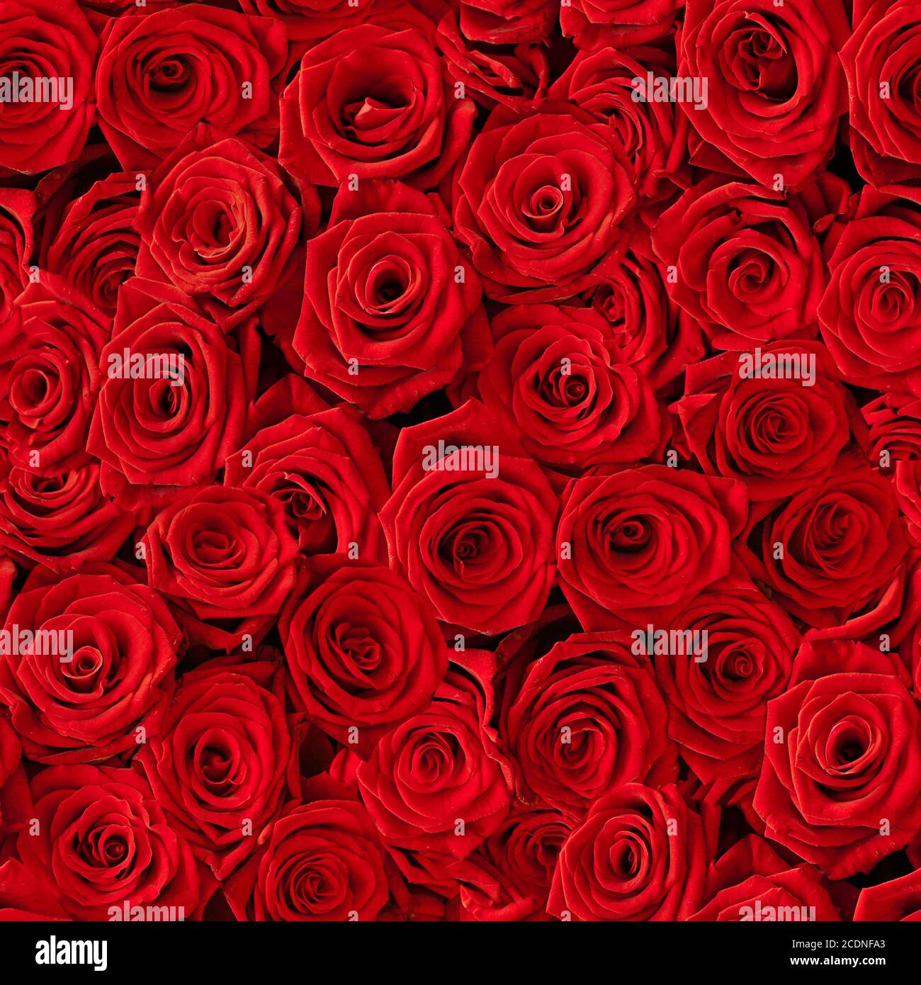Seamless roses background Stock Photo - Alamy