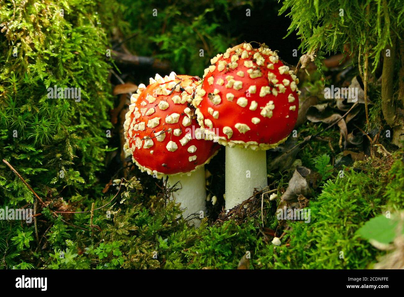 Fly Agaric - Horizontal Stock Photo - Alamy