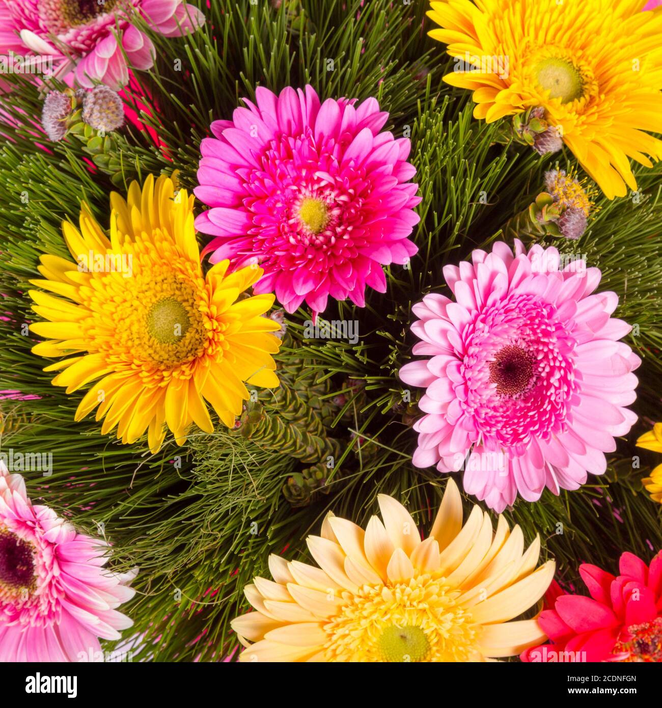 Pretty gerberas hi-res stock photography and images - Alamy