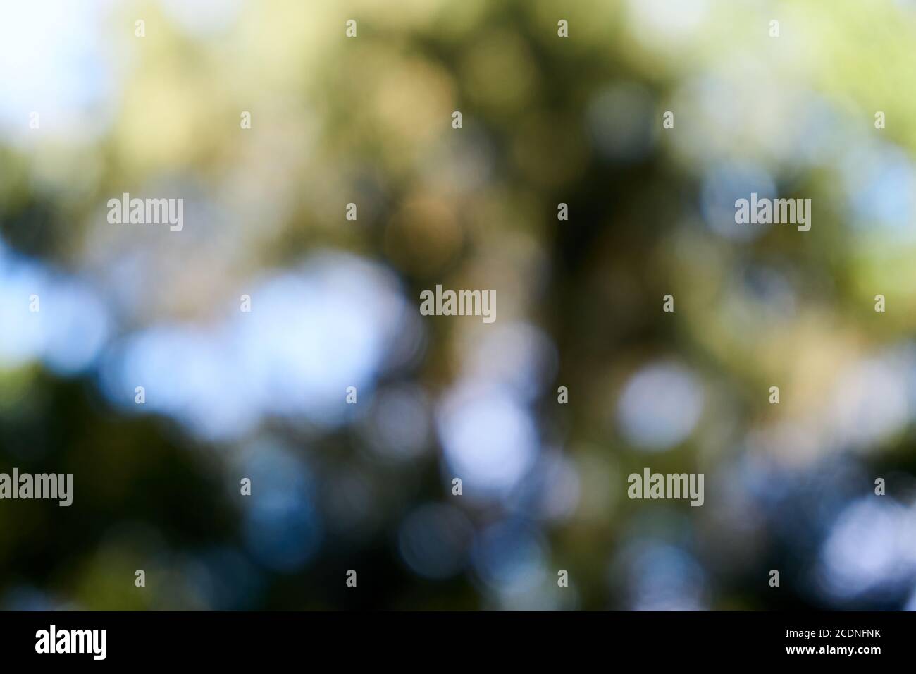 Green bokeh out of focus background from nature forest Stock Photo - Alamy