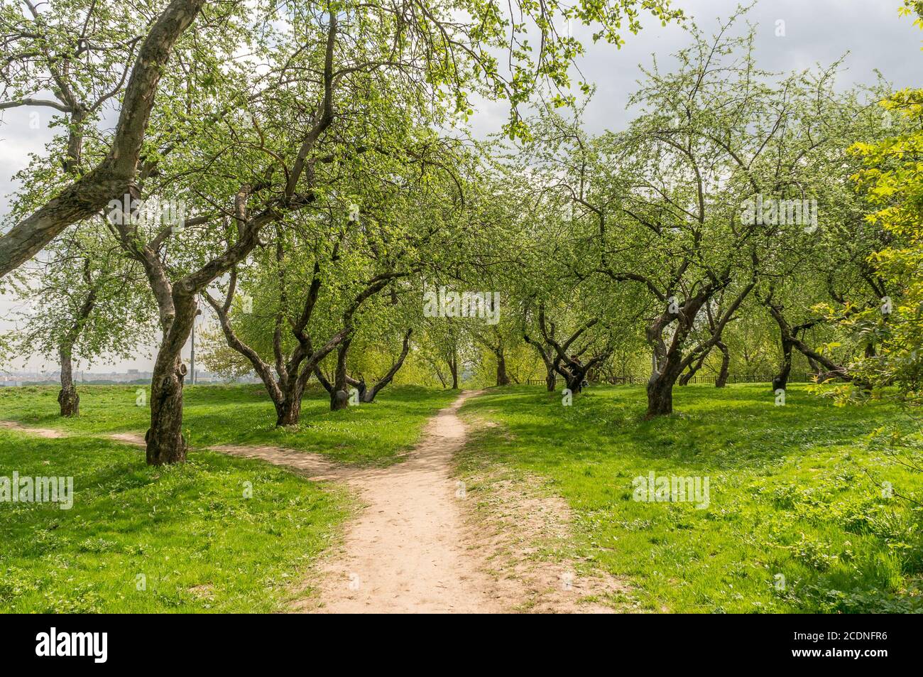 Green trees in park, a morning view Stock Photo - Alamy
