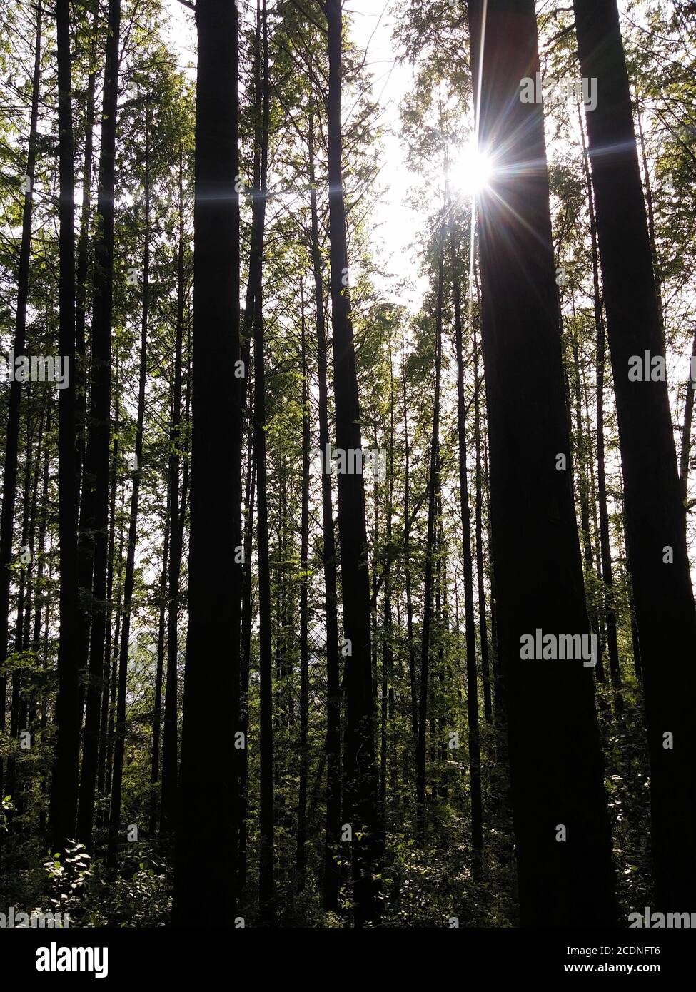 tall trees high up in the sky and the evening sunlight Stock Photo - Alamy