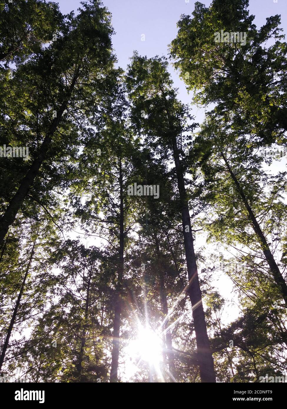 tall trees high up in the sky and the evening sunlight Stock Photo - Alamy
