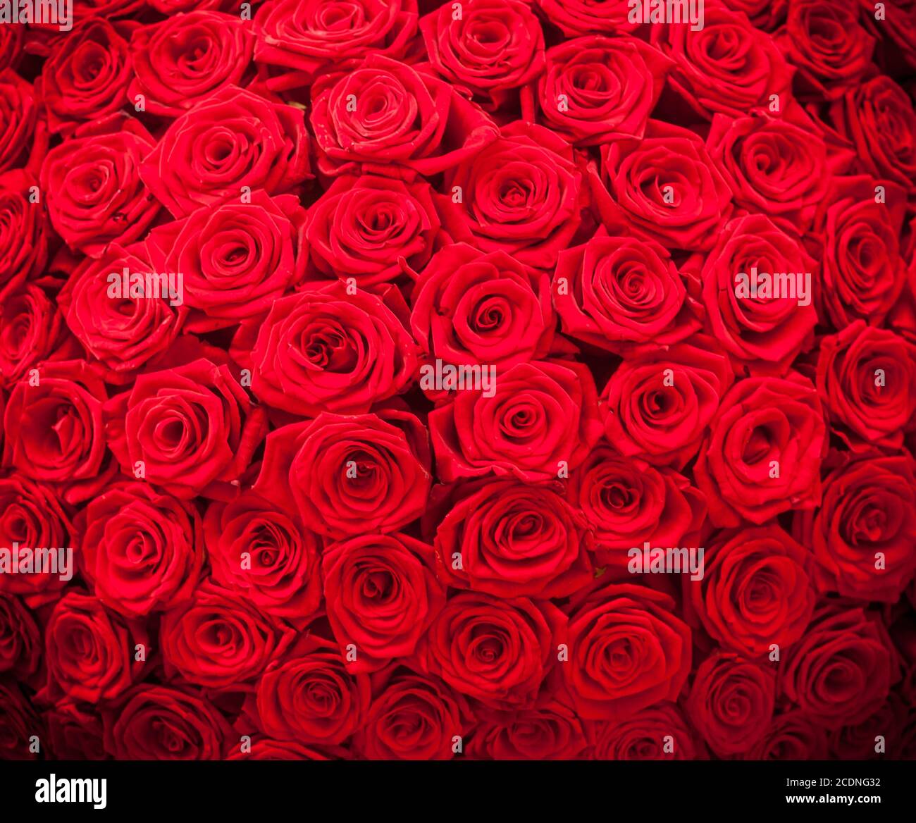 Red natural roses background Stock Photo - Alamy