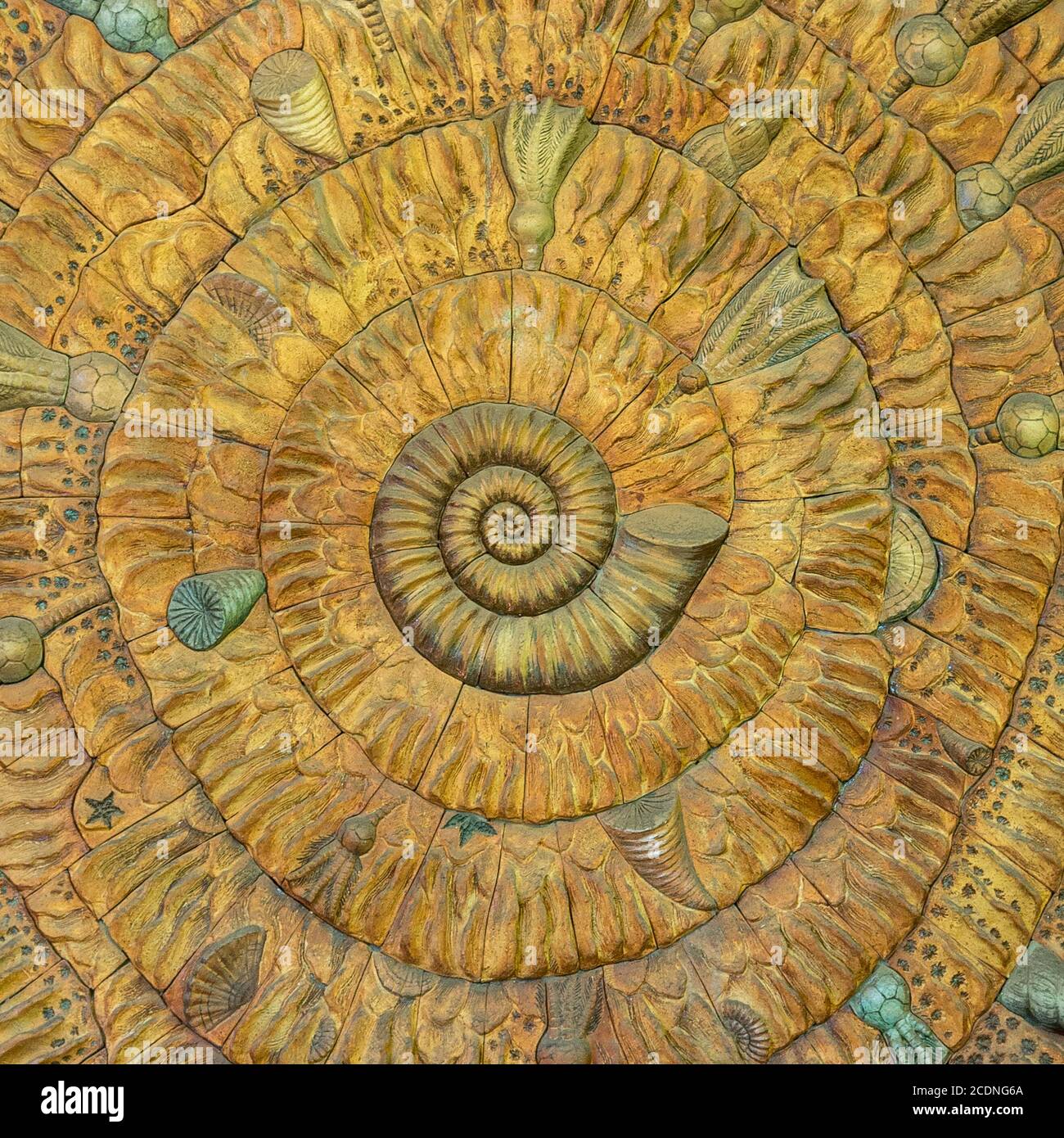 An amazing fibonacci pattern in a nautilus shell Stock Photo - Alamy