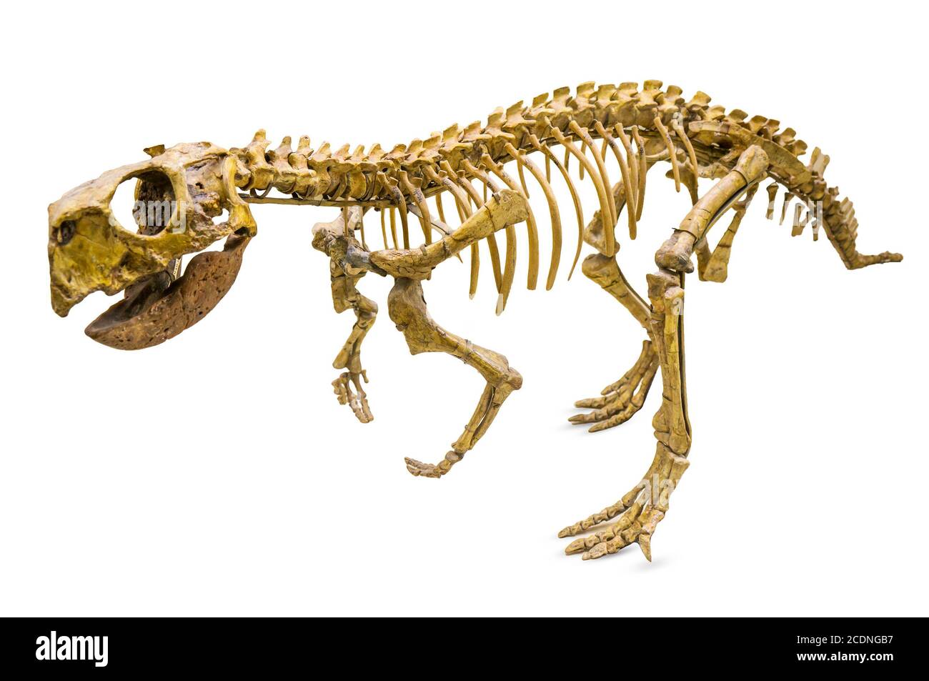 Ancient animal skeleton hi-res stock photography and images - Alamy