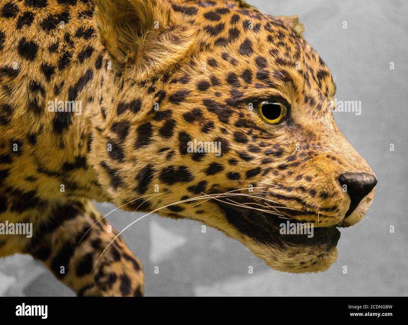 African leopard portrait hi-res stock photography and images - Alamy