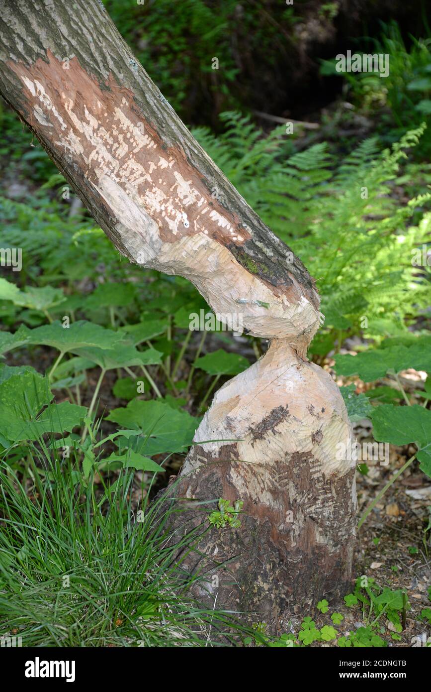 Work of a beaver Stock Photo - Alamy
