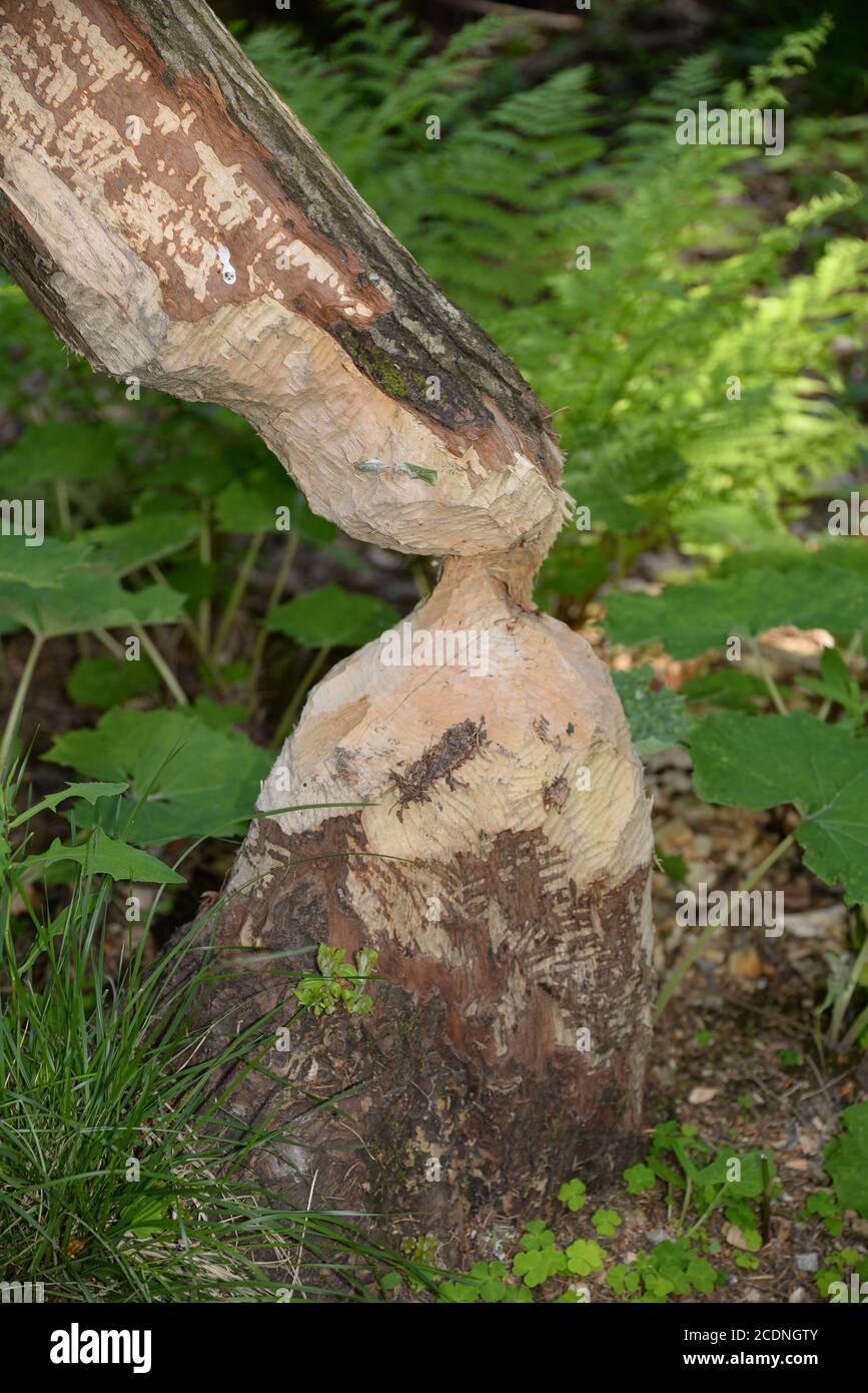 Work of a beaver Stock Photo - Alamy
