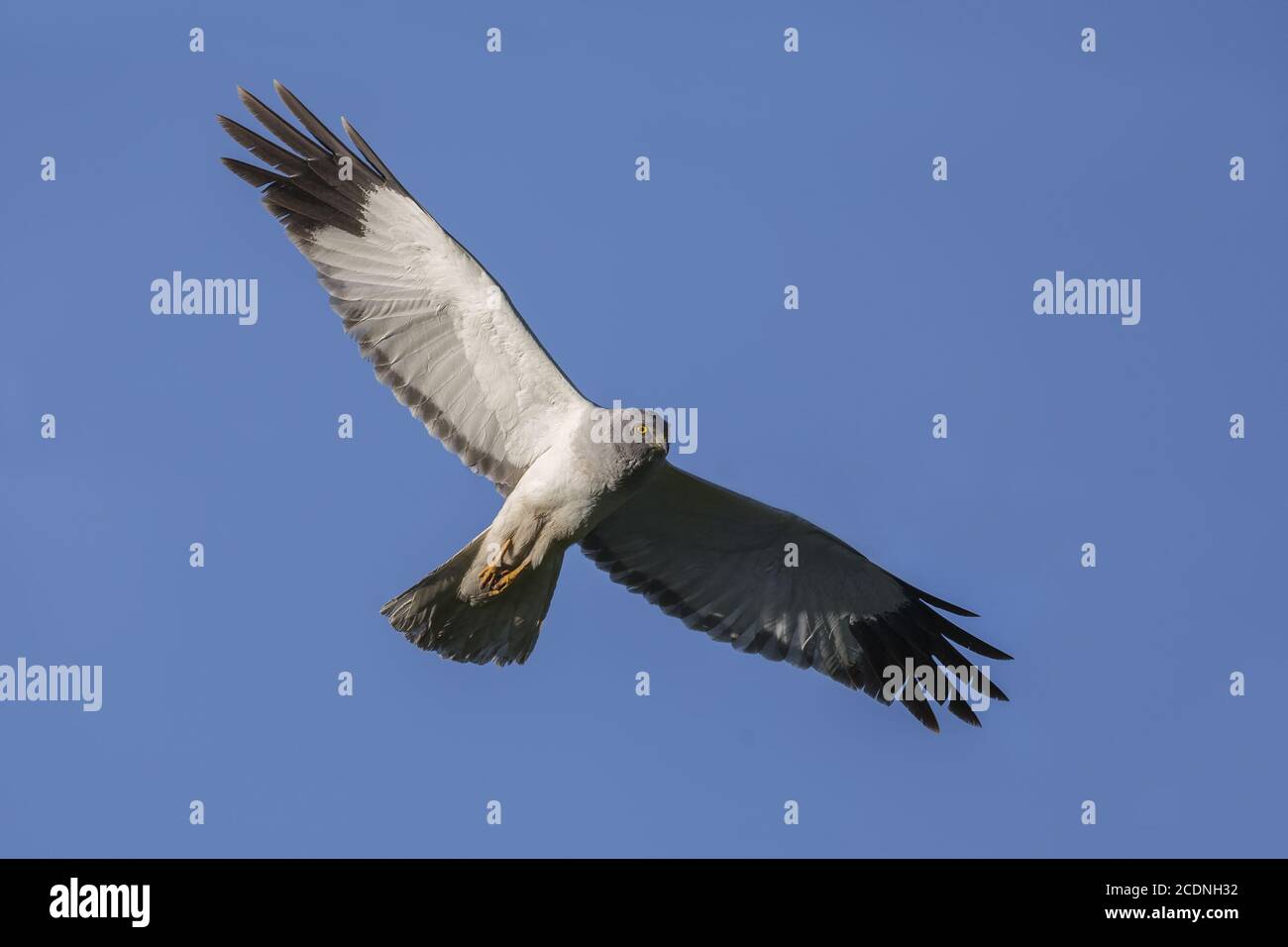 White harrier hi-res stock photography and images - Alamy